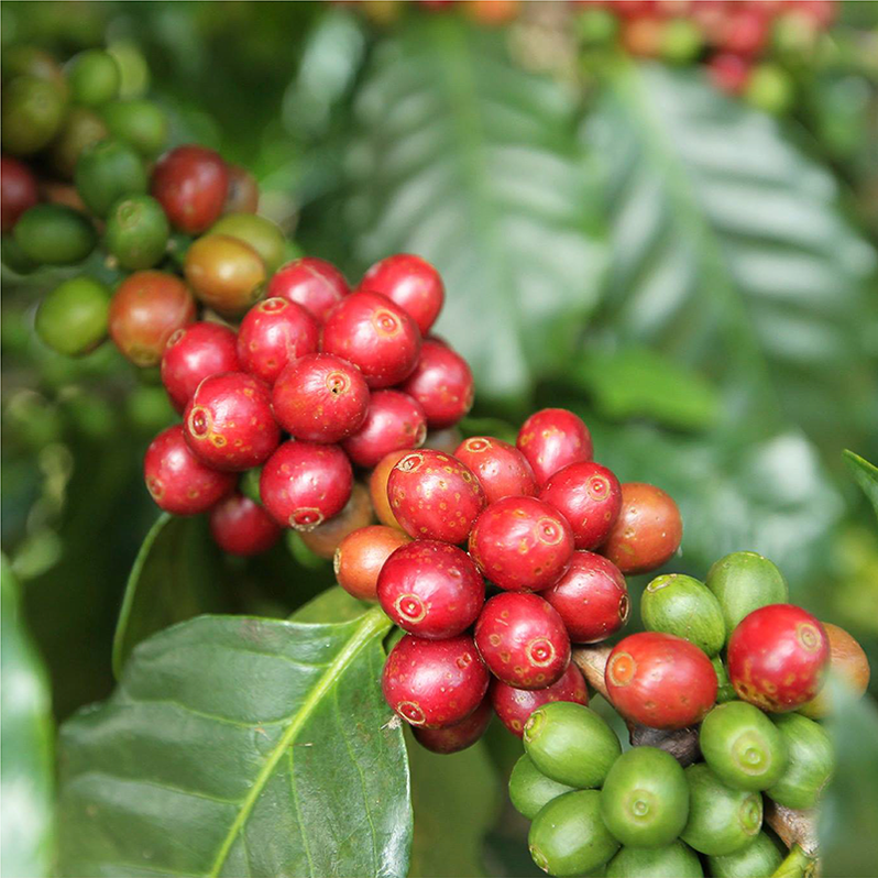 Rubra Coffee | Perth Coffee Roasters | Coffee Suppliers