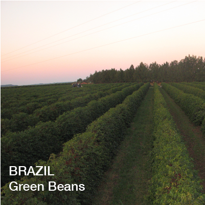 Brazil Green Beans– Rubra Coffee